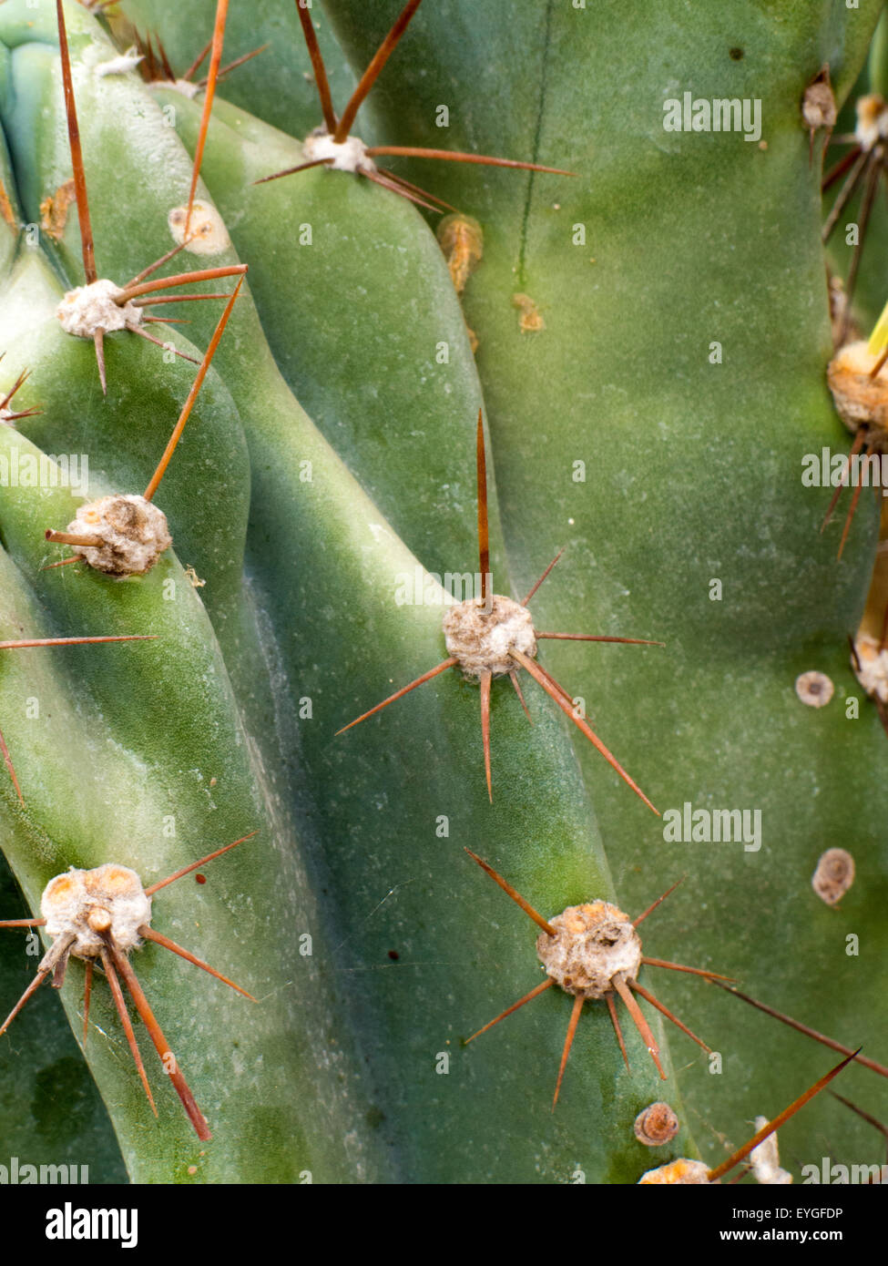 San Pedro Cactus Stock Photo - Alamy