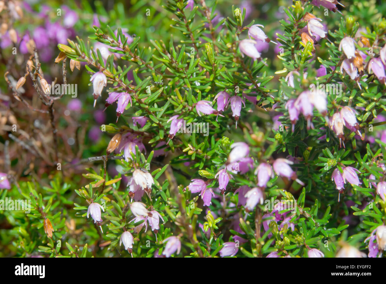 Erica carnea myretoun ruby hi-res stock photography and images - Alamy