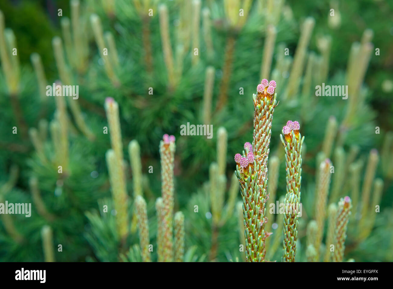 Spring. Spruce branches with young runaways Stock Photo - Alamy