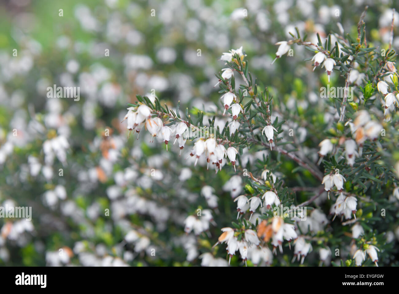 Erica carnea myretoun ruby hi-res stock photography and images - Alamy