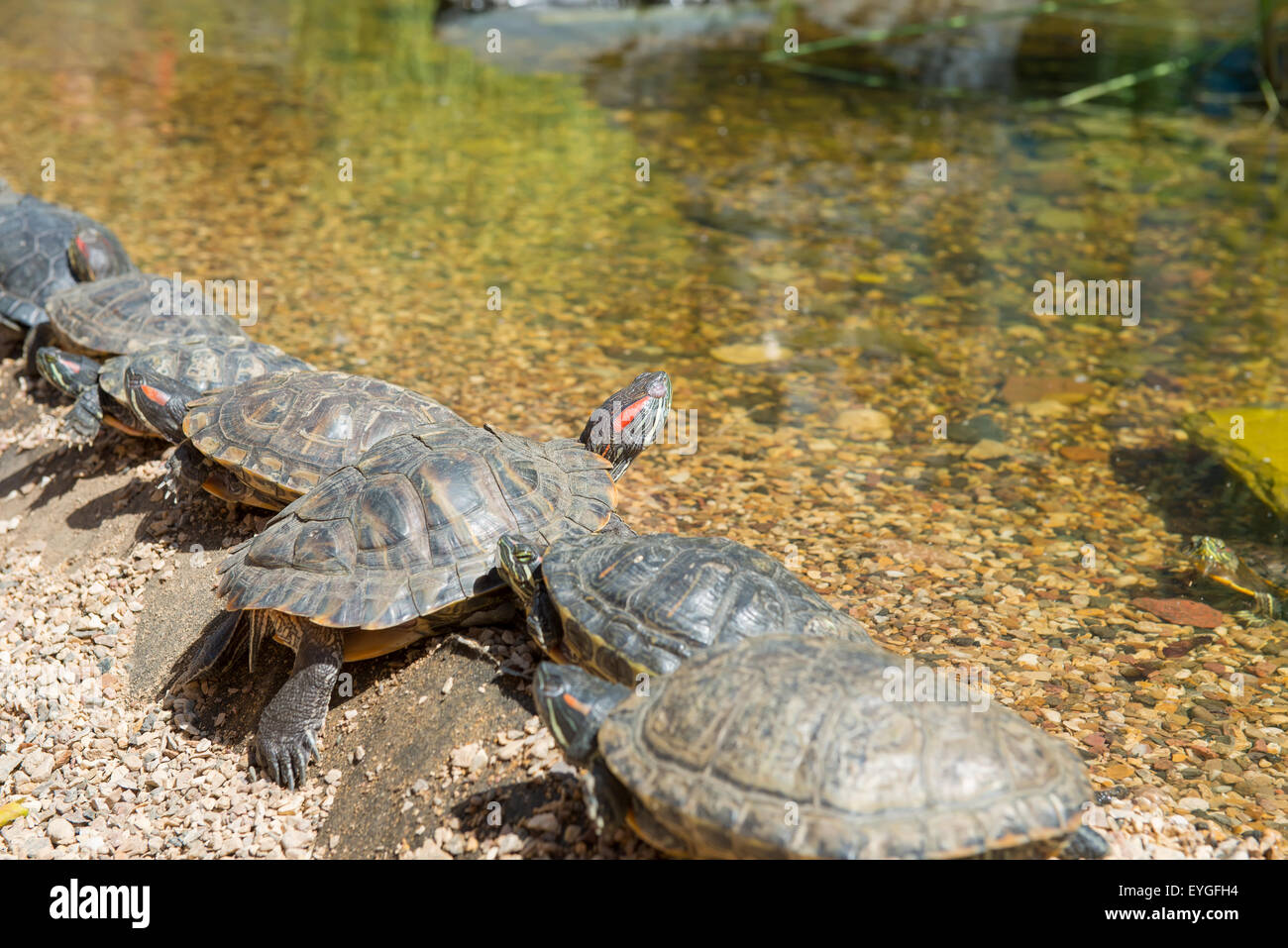 Group Red-eared slider resting on the shore. Turtle lined Stock Photo ...