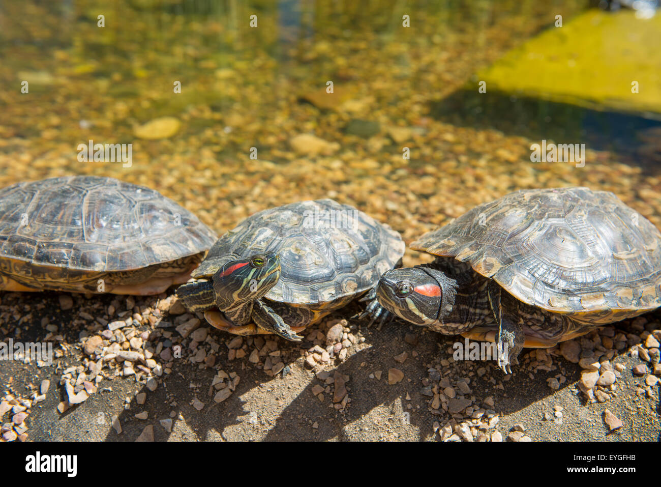 Group Red-eared slider resting on the shore. Turtle lined Stock Photo ...