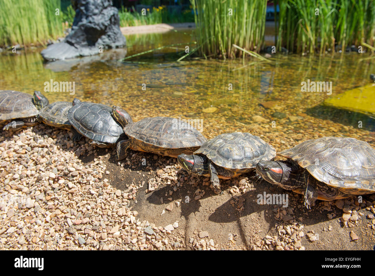 Red eared turtle on shore hi-res stock photography and images - Alamy