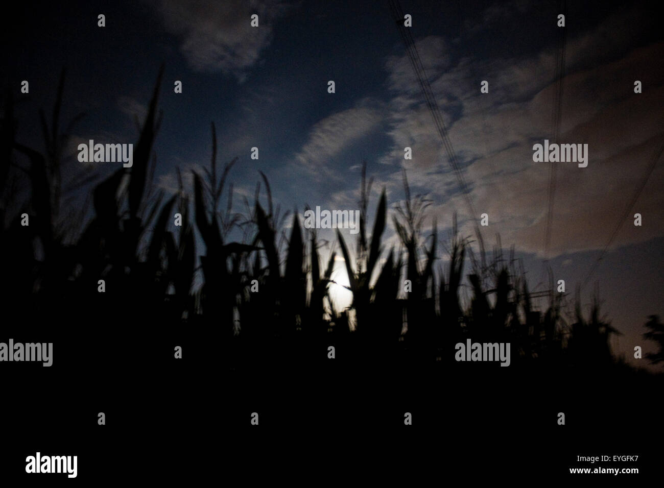 Italy, Cuggiono, Andrea Tenconi farmer Stock Photo - Alamy
