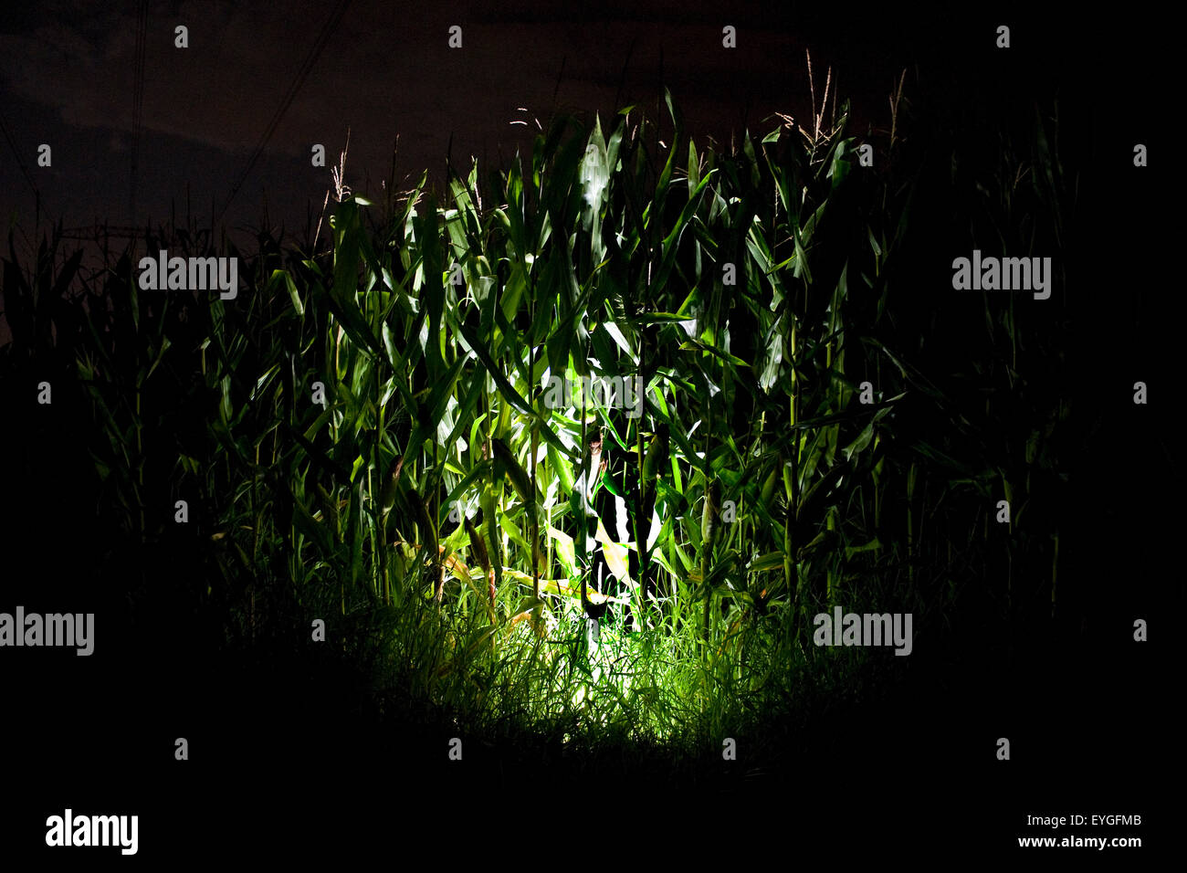 Italy, Cuggiono, Andrea Tenconi farmer Stock Photo - Alamy