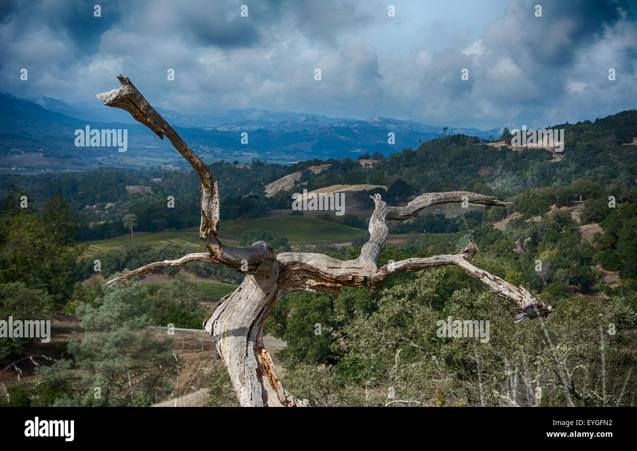 Gnarly tree hi-res stock photography and images - Alamy