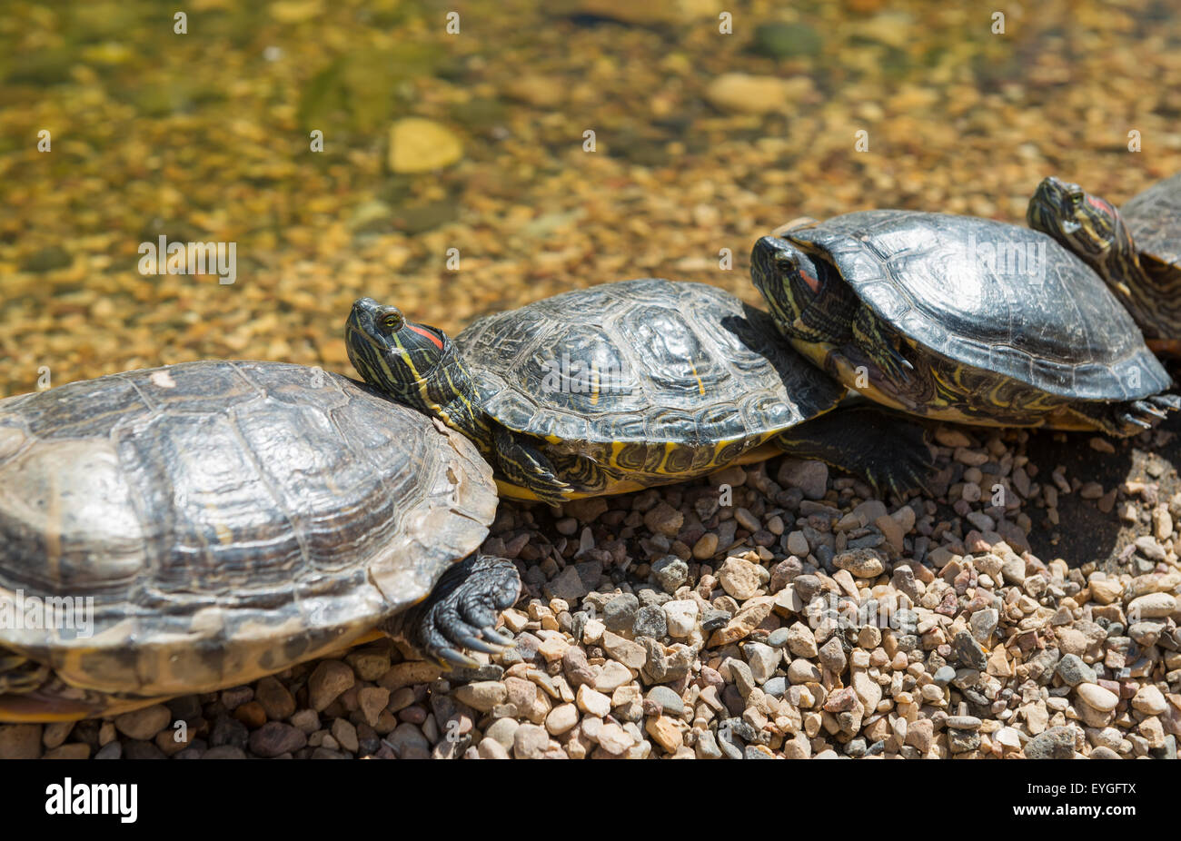 Group Red-eared slider resting on the shore. Turtle lined Stock Photo ...