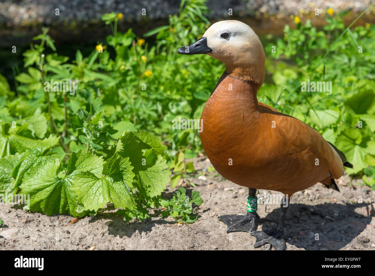 Ogar or red duck (lat. Tadorna ferruginea Stock Photo - Alamy