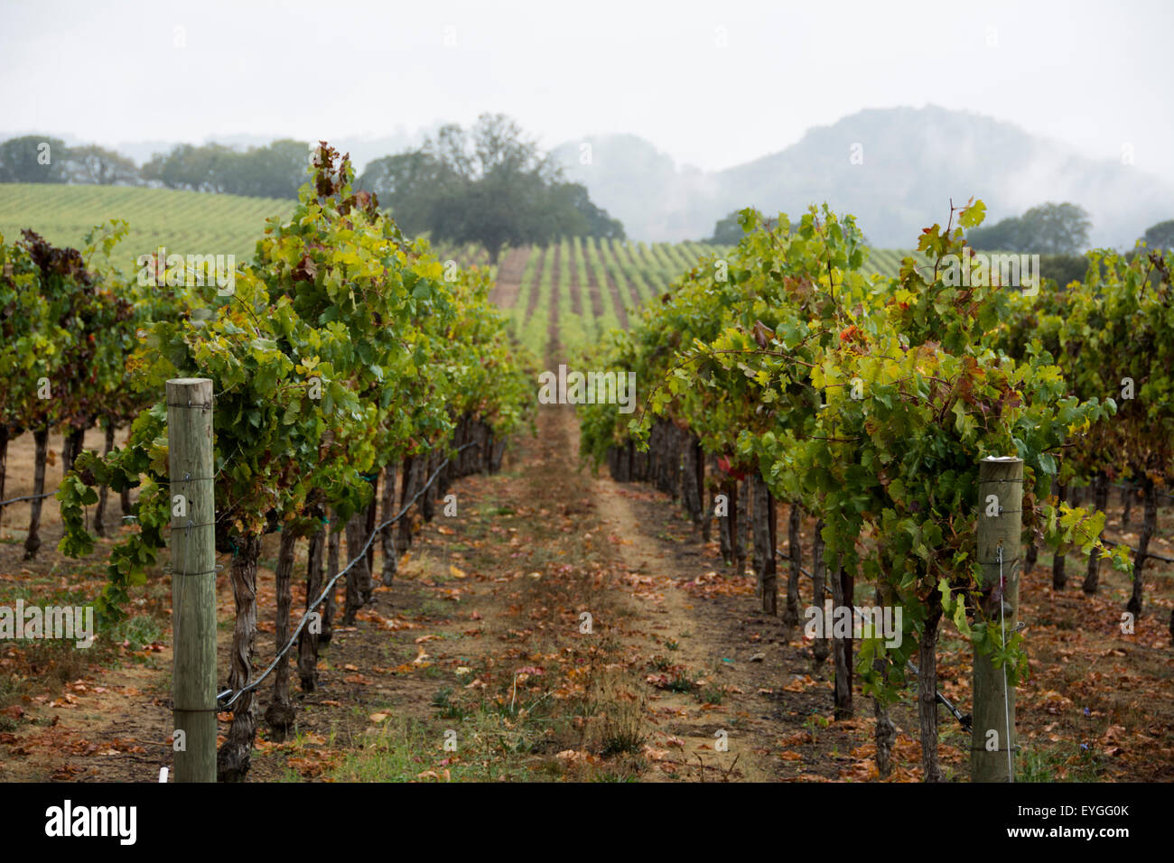 Vineyard Closeup in the Alexander Valley Stock Photo - Alamy