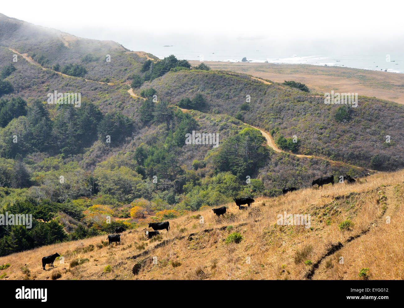 A ridge above California's Lost Coast Stock Photo - Alamy