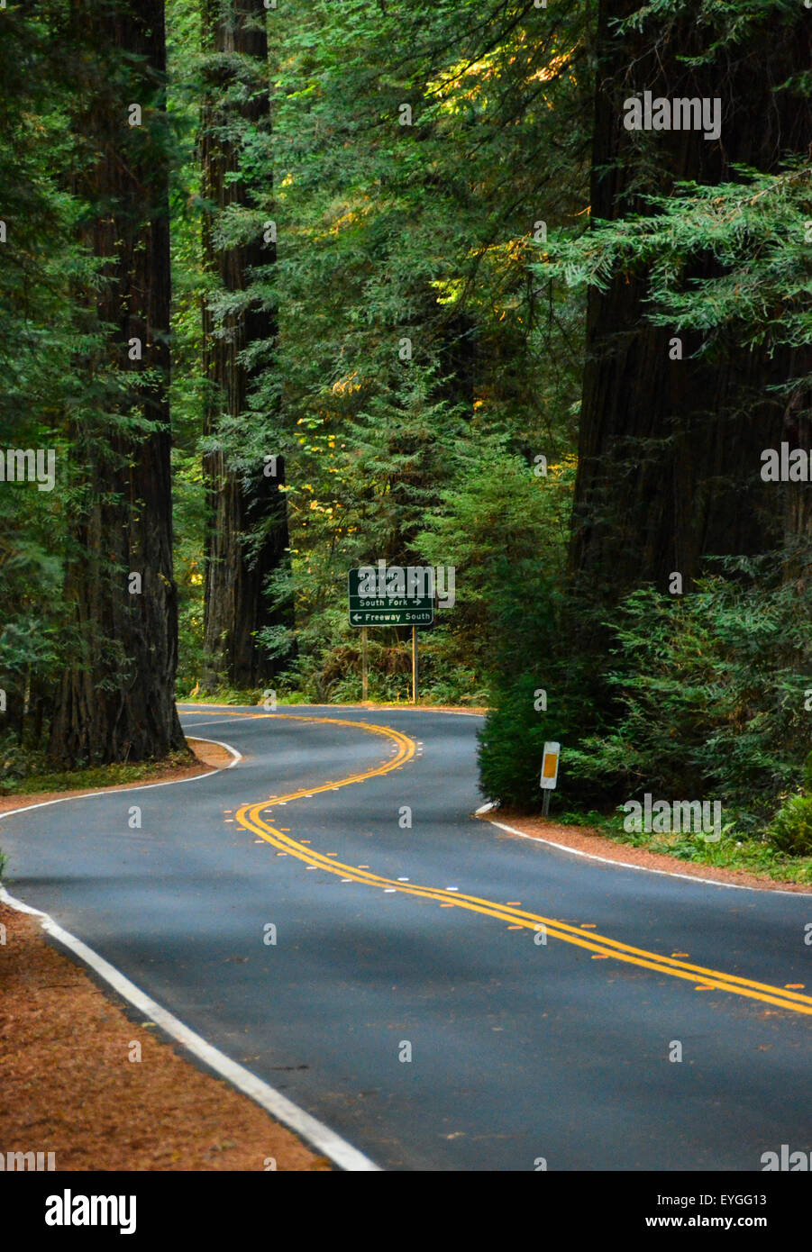 A twisting road through the Avenue of the Giants Stock Photo - Alamy