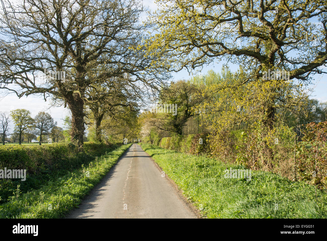 Narrow country road hedges hi-res stock photography and images - Alamy