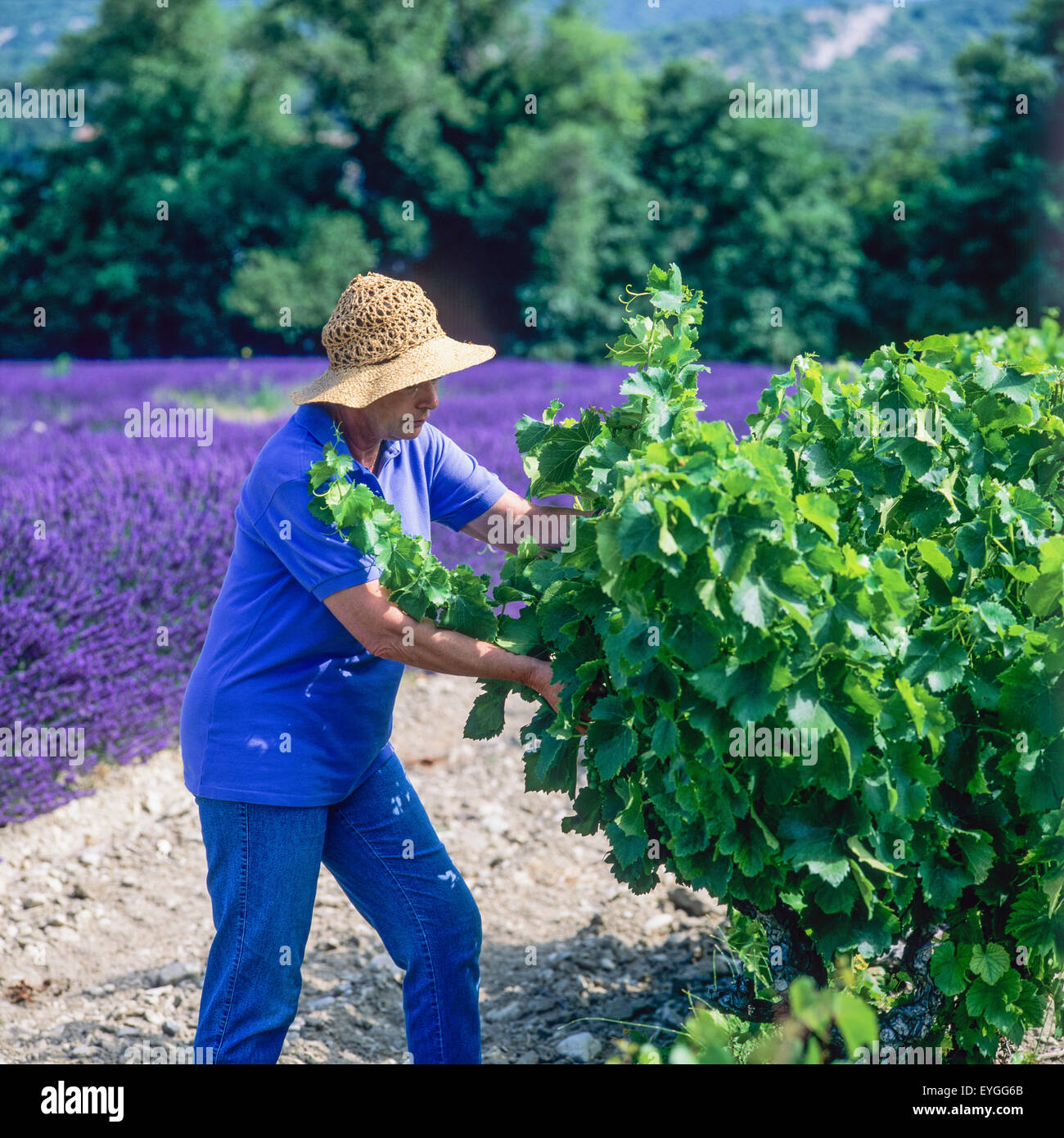 Female wine grower inspecting grapes ripening, Côtes-du-Rhône vineyard ...