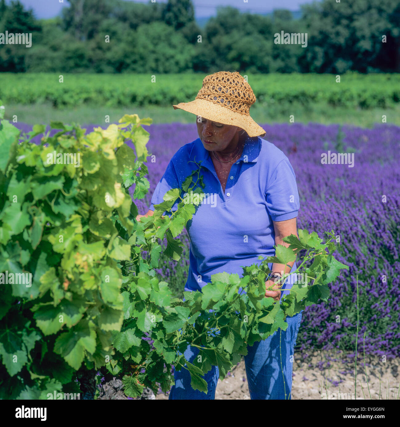 Female wine grower checking hi-res stock photography and images - Alamy