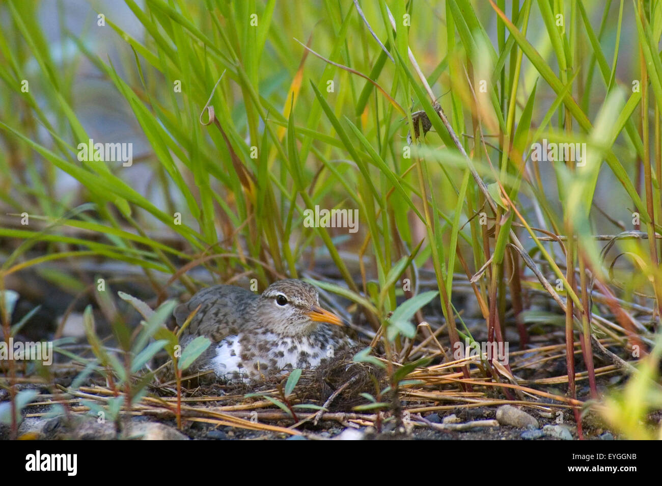 Spotted sandpiper on nest, Imnaha Wild & Scenic River, Hells Canyon ...