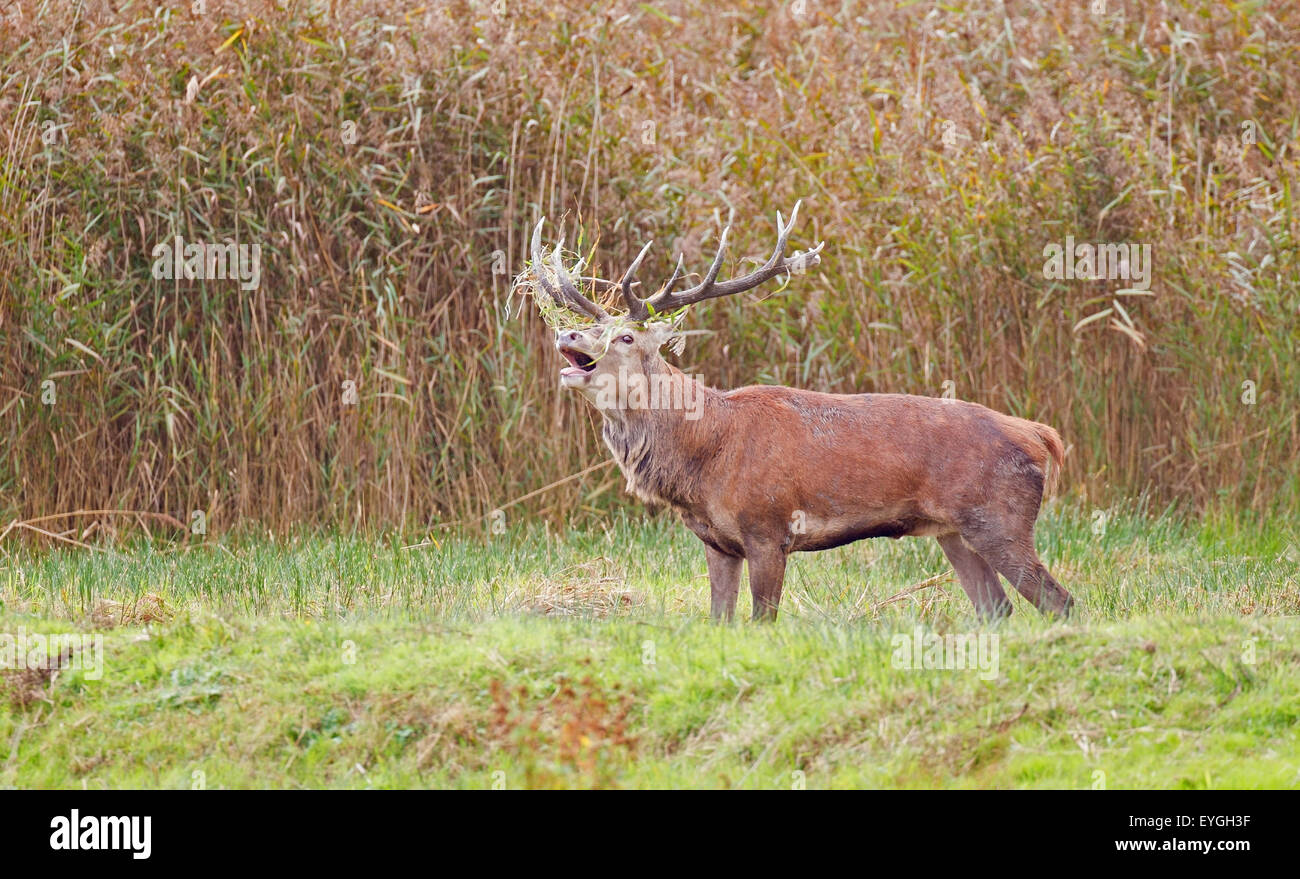 Dear eye hi-res stock photography and images - Alamy