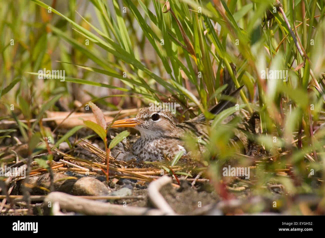 Spotted sandpiper on nest, Imnaha Wild & Scenic River, Hells Canyon ...