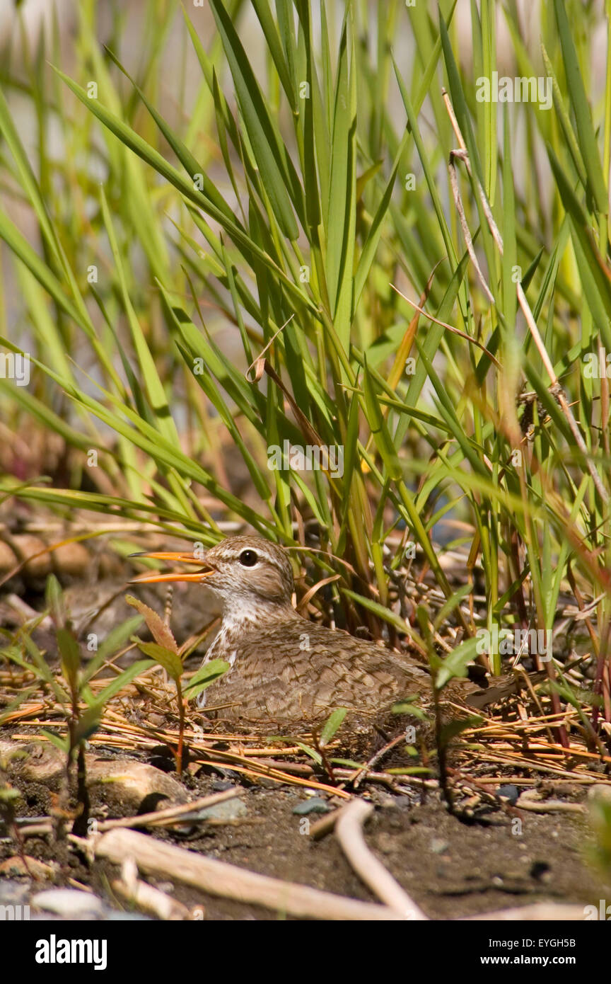 Spotted sandpiper on nest, Imnaha Wild & Scenic River, Hells Canyon ...