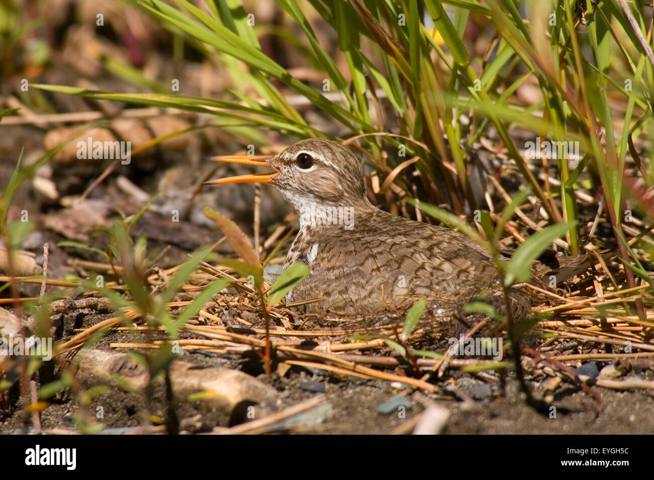Spotted sandpiper on nest, Imnaha Wild & Scenic River, Hells Canyon ...