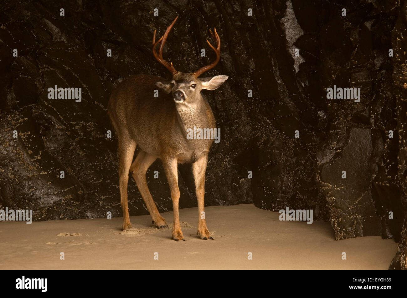 Blacktail deer buck in sea cave, Cape Lookout State Park, Oregon Stock ...
