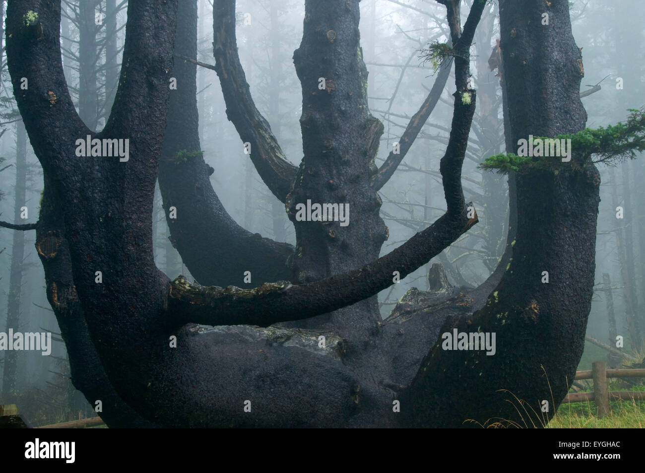 Octopus Tree, Cape Meares State Park, Oregon Stock Photo - Alamy