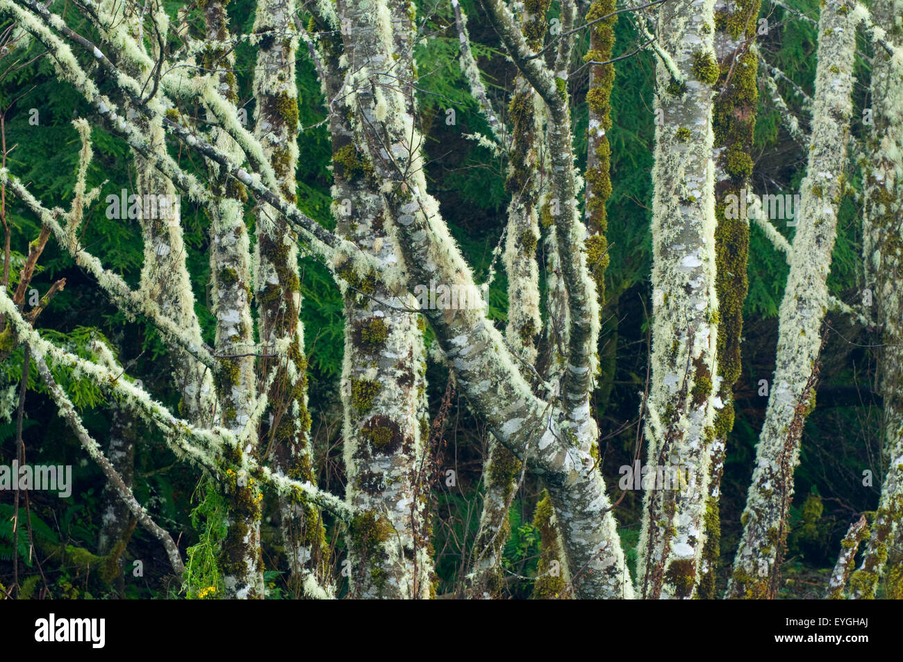 Red alder trunks, Cape Meares State Park, Oregon Stock Photo - Alamy