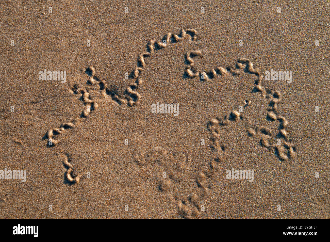 Tracks on beach sand, Cape Lookout State Park, Oregon Stock Photo - Alamy