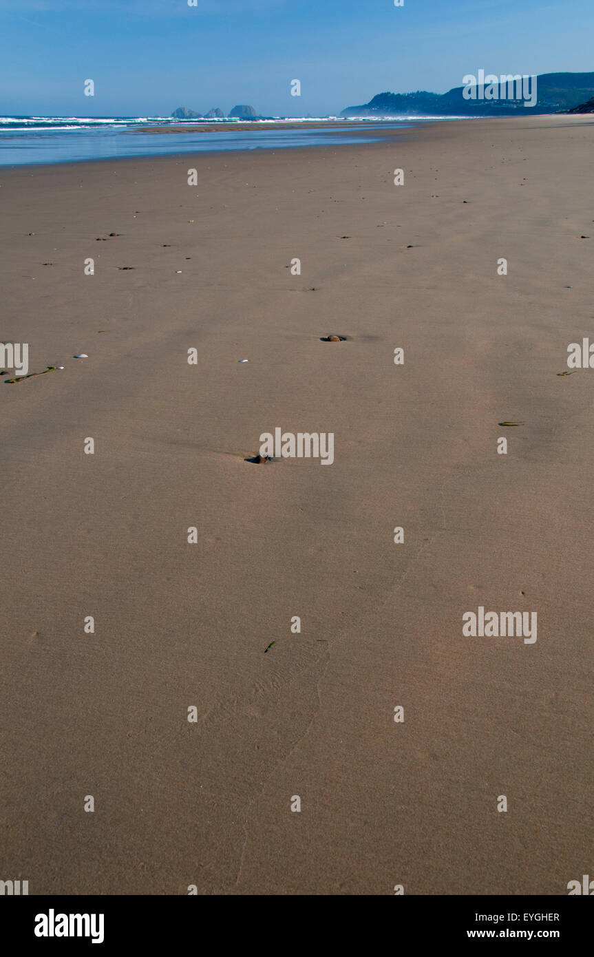 Netarts Spit beach, Cape Lookout State Park, Oregon Stock Photo - Alamy
