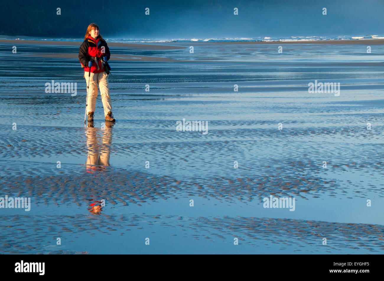 Netarts Spit beach, Cape Lookout State Park, Oregon Stock Photo - Alamy
