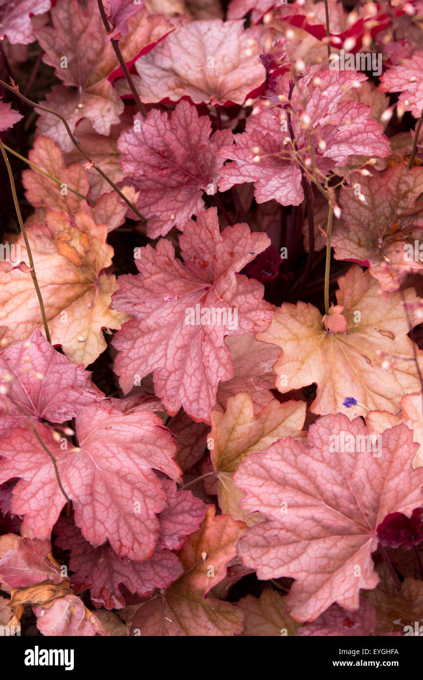 Heucherella Carnival watermelon. Coral bells Stock Photo - Alamy