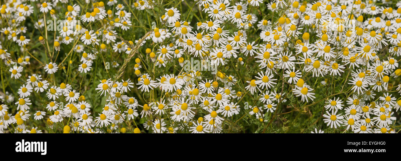 Chamomile plants, chamomile field Stock Photo - Alamy