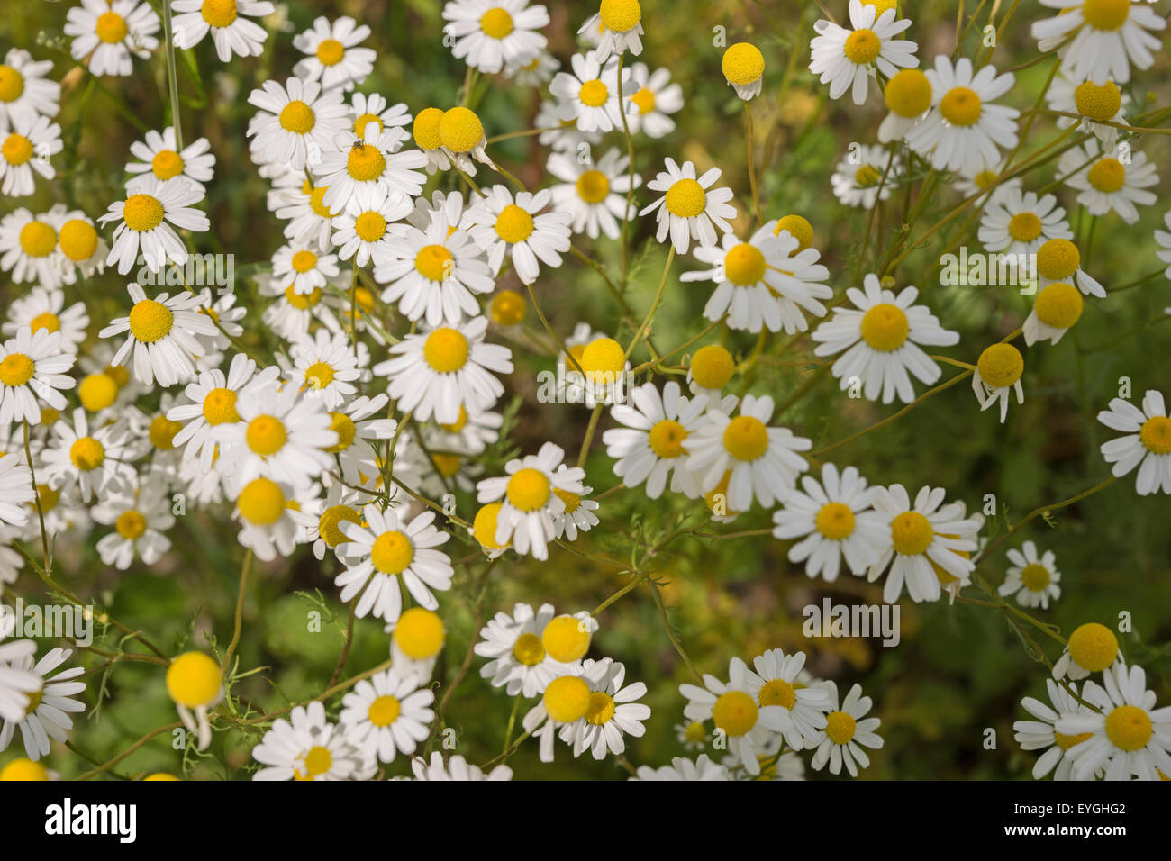 Chamomile plants, chamomile field Stock Photo - Alamy