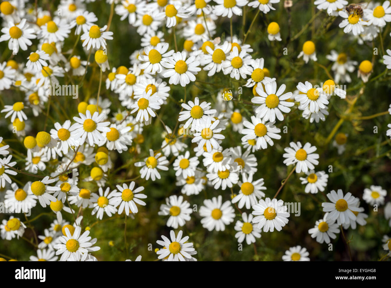Chamomile plants, chamomile field Stock Photo - Alamy