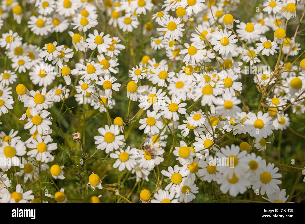Chamomile plants, chamomile field Stock Photo - Alamy
