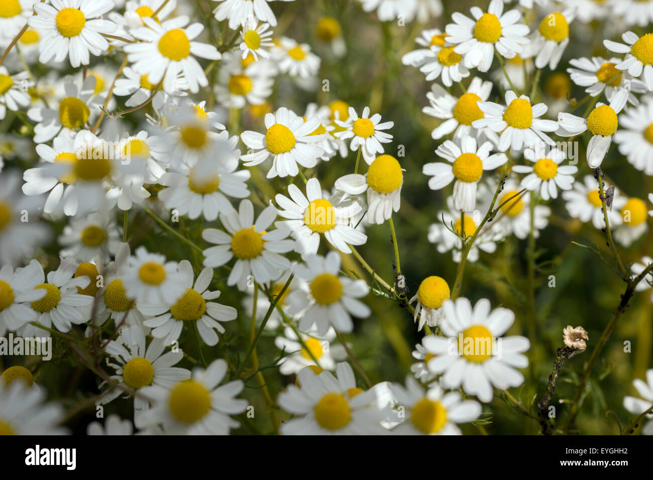 Chamomile plants, chamomile field Stock Photo - Alamy