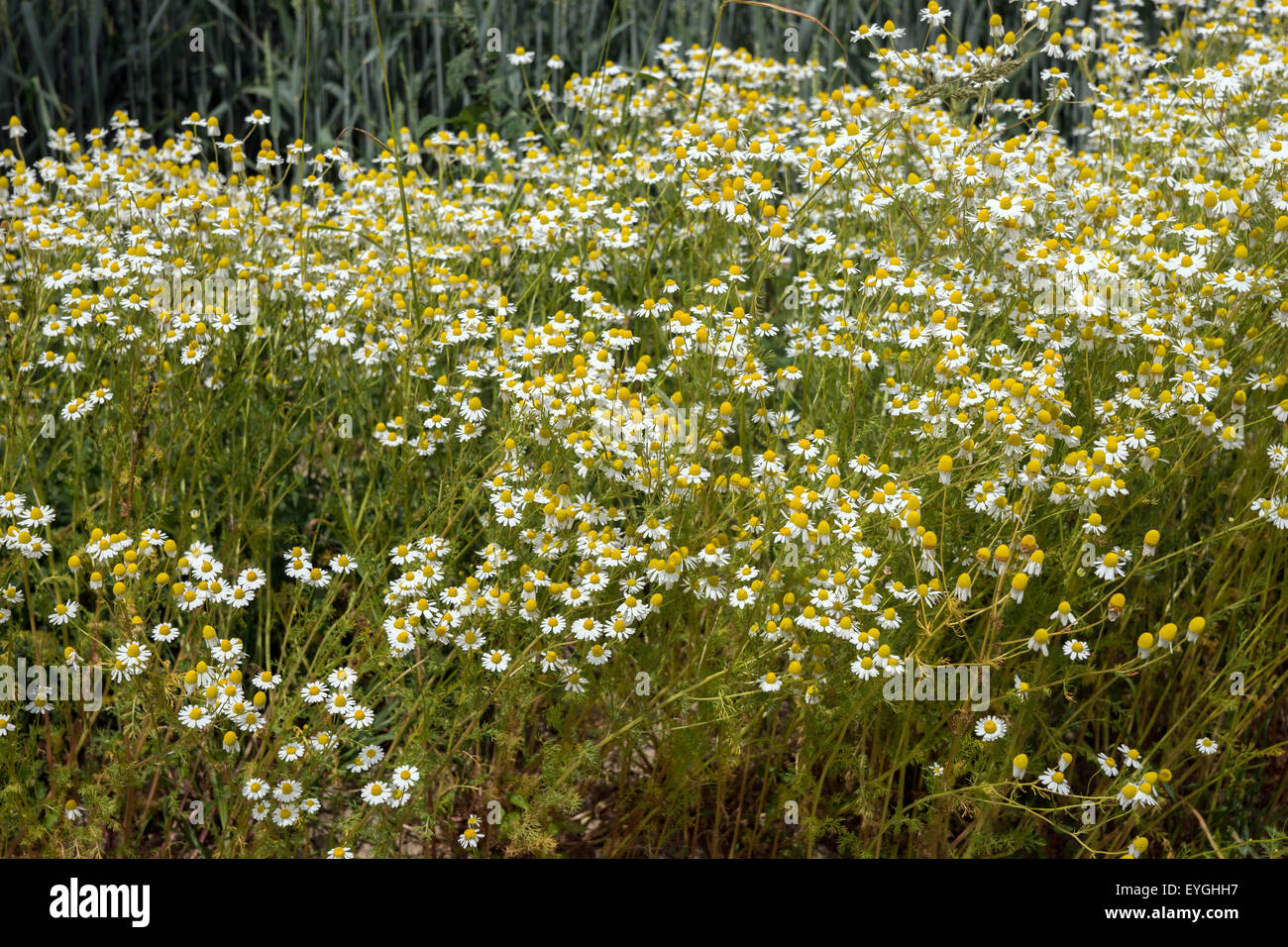 Chamomile plants, chamomile field Stock Photo - Alamy