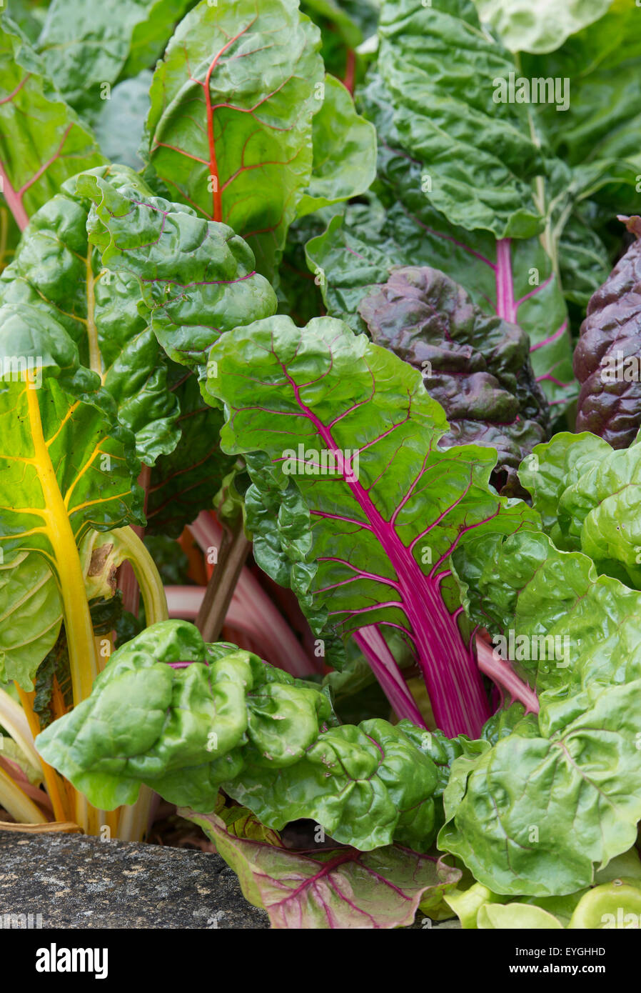 Beta vulgaris. Swiss chard 'bright lights' in a vegetable patch Stock ...