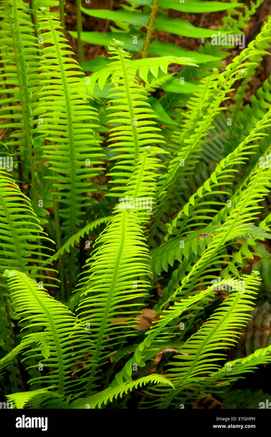 Deer fern along Cathedral Tree Trail, Coxcomb Park, Astoria, Oregon ...