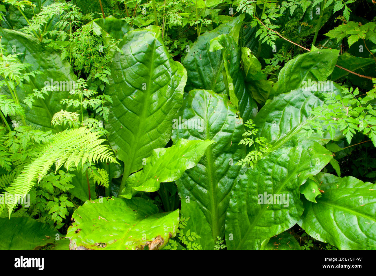 Skunk cabbage along Cathedral Tree Trail, Coxcomb Park, Astoria, Oregon ...