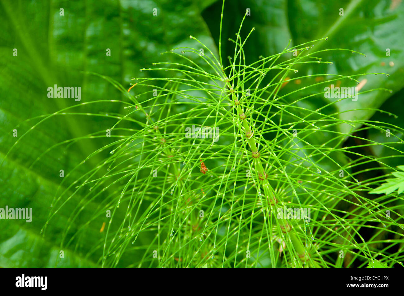 Horsetail reed hi-res stock photography and images - Alamy