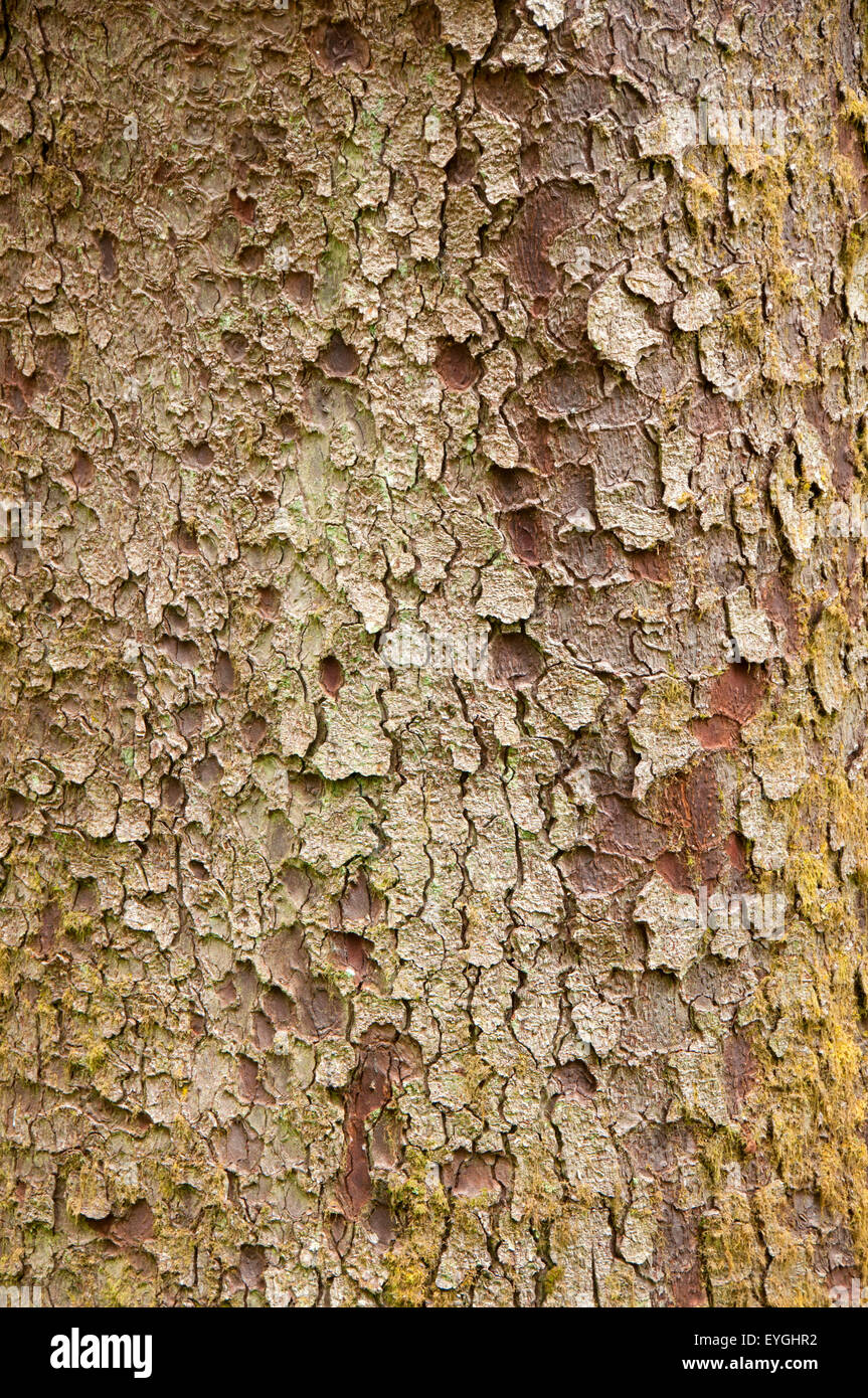 Sitka spruce (Picea sitchensis) bark along Cathedral Tree Trail ...