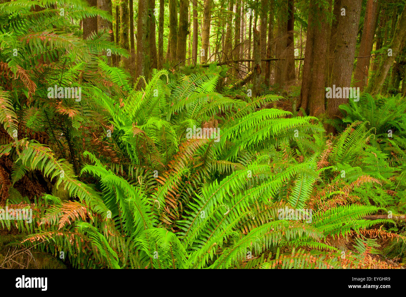 Sword fern along Cathedral Tree Trail, Coxcomb Park, Astoria, Oregon ...