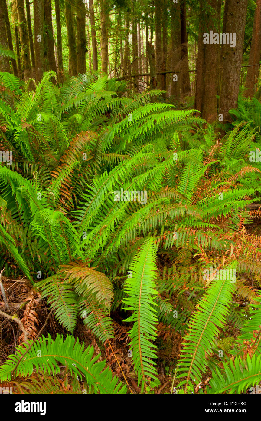 Sword fern along Cathedral Tree Trail, Coxcomb Park, Astoria, Oregon ...
