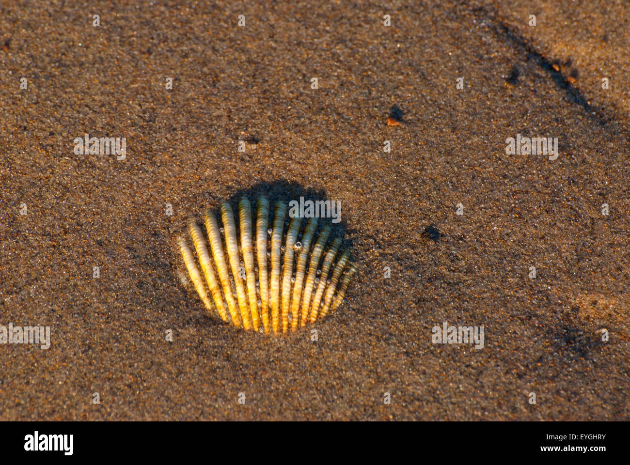 Clam shell on Tillamook Bay beach, Bayocean Peninsula, Oregon Stock ...