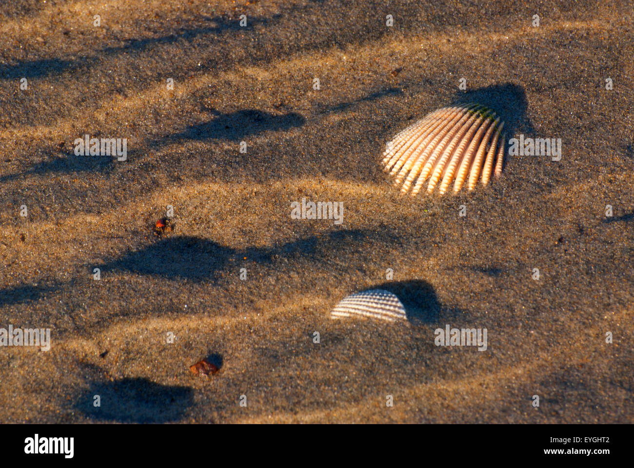 Clam shell on Tillamook Bay beach, Bayocean Peninsula, Oregon Stock ...