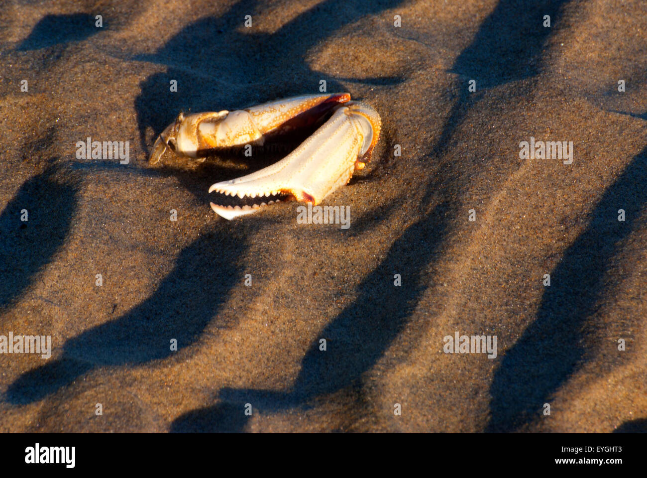 Marks of shells on beach hi-res stock photography and images - Alamy