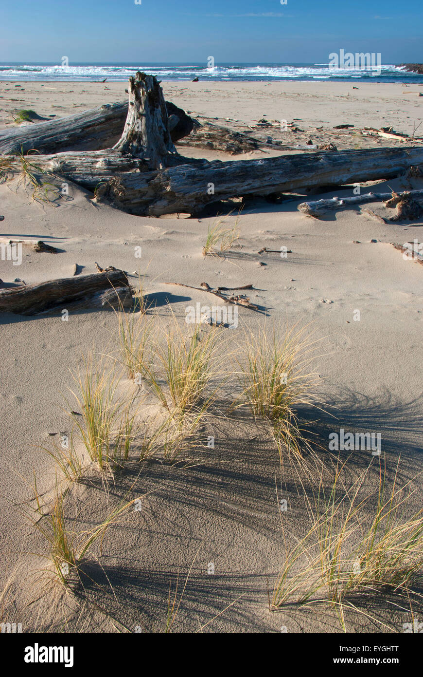 Beach dunegrass, Bayocean Peninsula, Oregon Stock Photo - Alamy