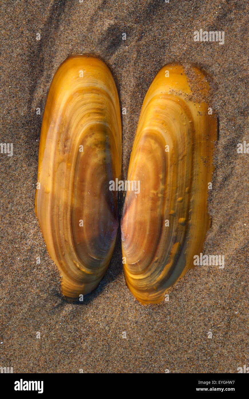 Razor clam hi-res stock photography and images - Alamy
