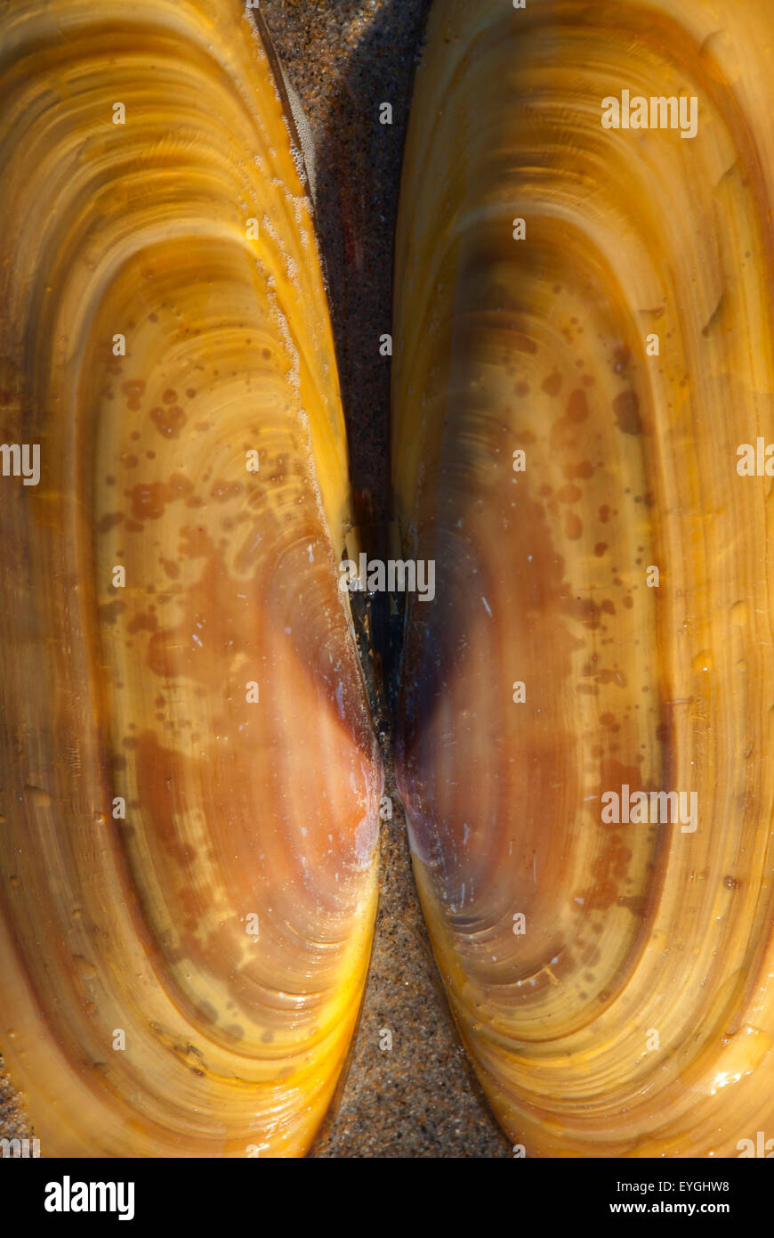 Razor clam hi-res stock photography and images - Alamy