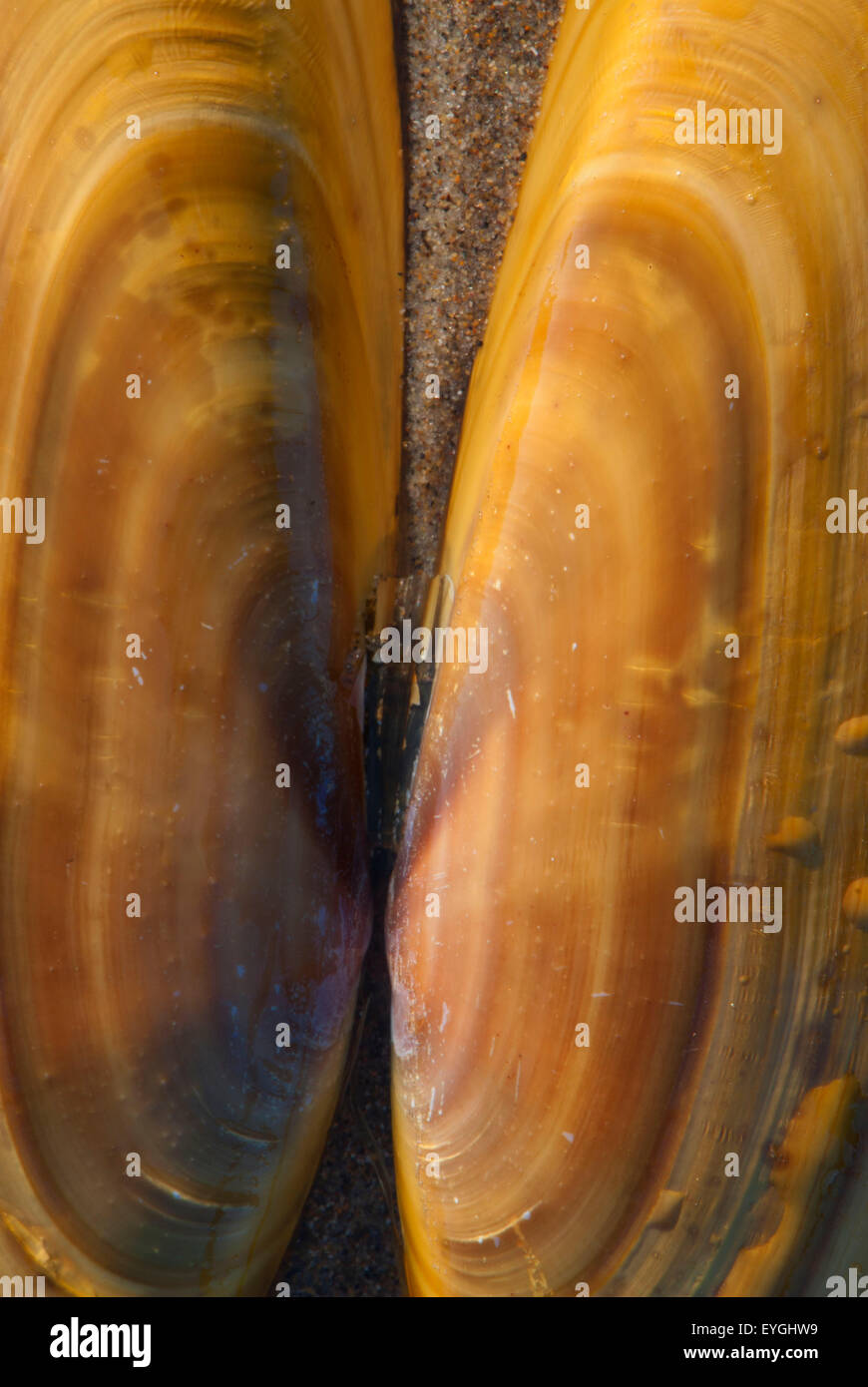 Razor clam siliqua patula shell hi-res stock photography and images - Alamy